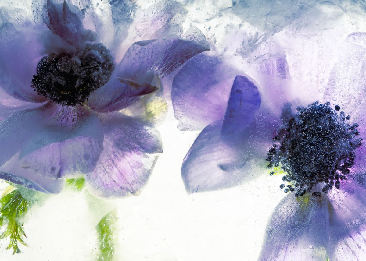 'Anemone in ice 2' Poster, picture, metal print, paint by Marc ...