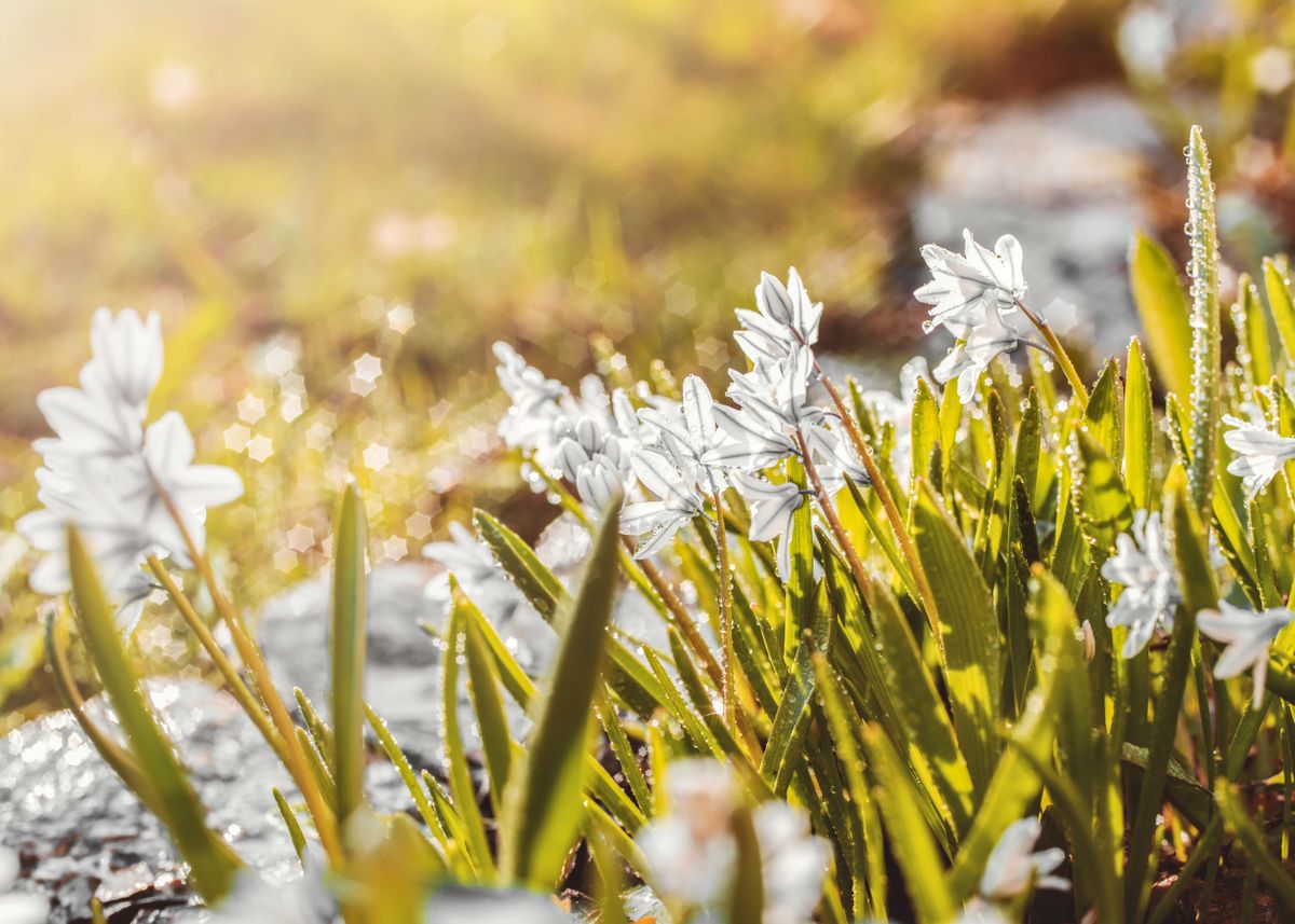 'Macro flower,spring garden' Poster, picture, metal print, paint by ...