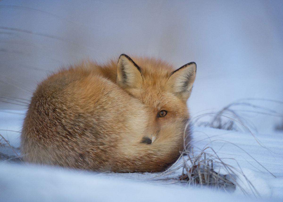 'Arctic Fox curl up' Poster, picture, metal print, paint by Stephen ...