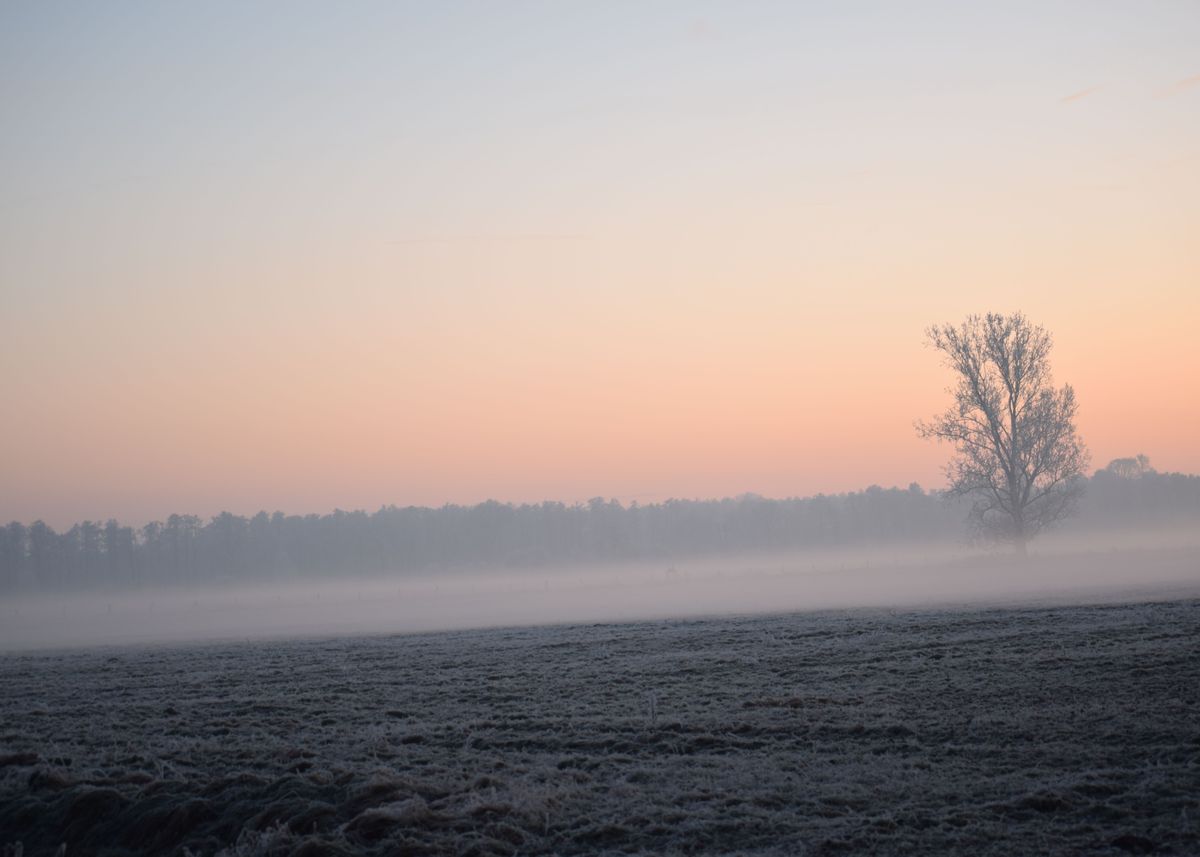 'winter tree' Poster by Steffen Thomsen | Displate