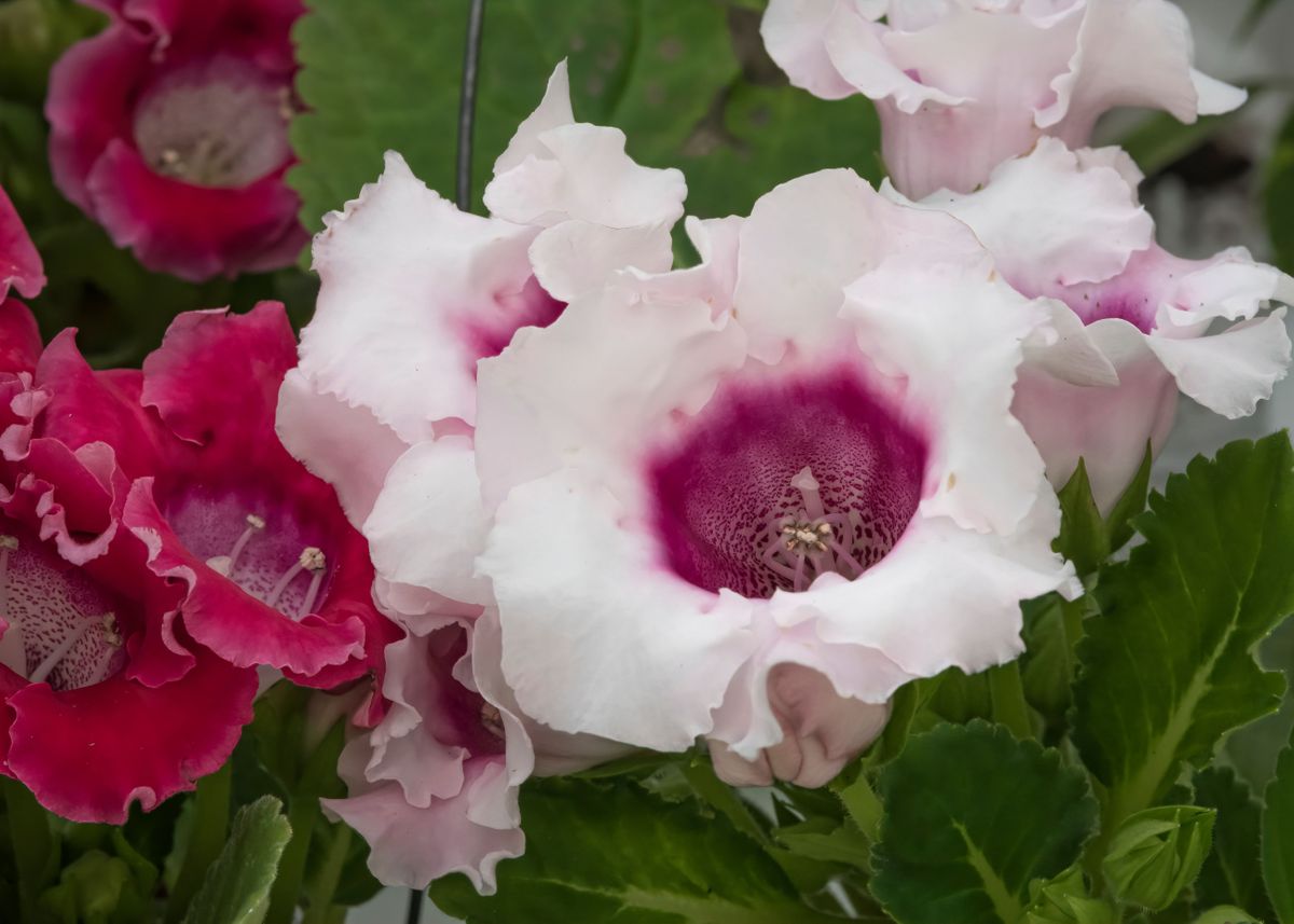 'flower in bloom in the gar' Poster, picture, metal print, paint by ...