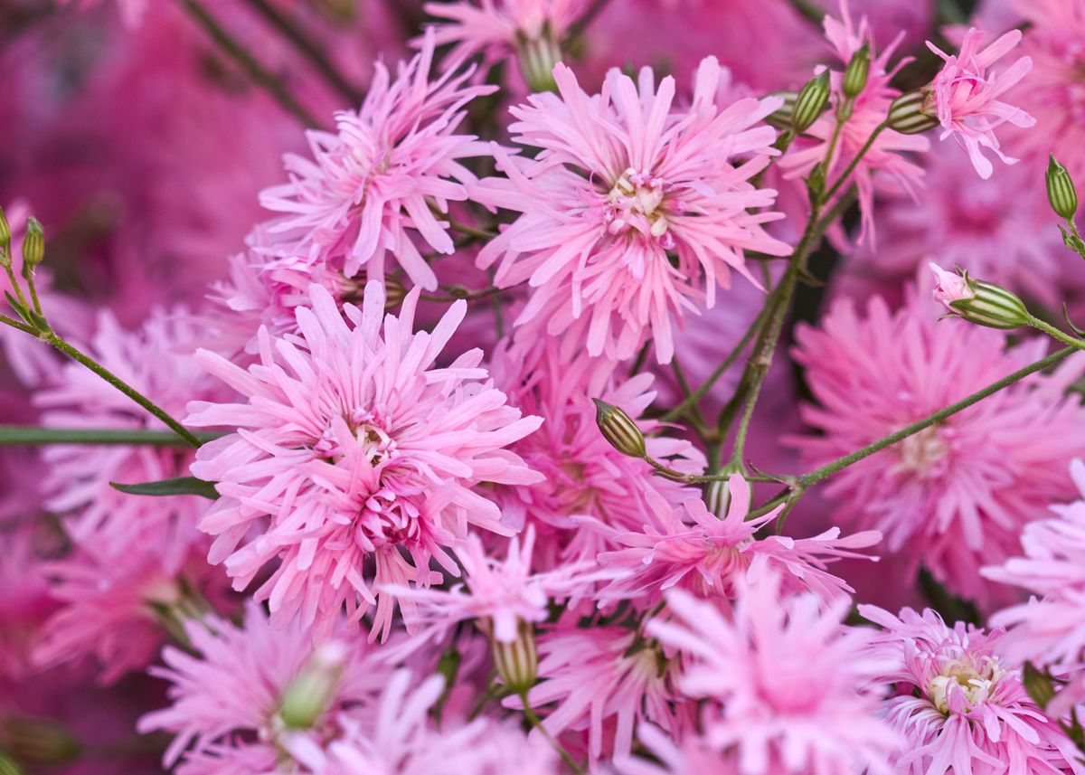 'flower in bloom in the gar' Poster, picture, metal print, paint by ...