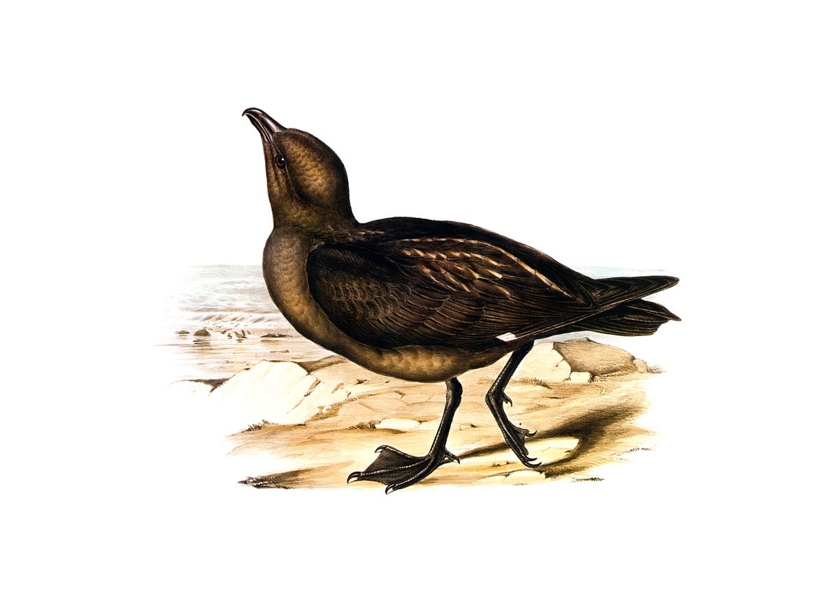 'Vintage Skua Gull Bird' Poster, picture, metal print, paint by Holy ...