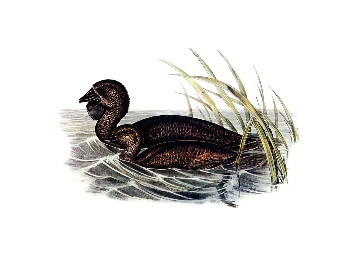 'Vintage Musk Duck Bird' Poster, picture, metal print, paint by Holy ...