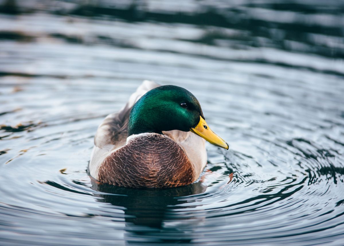 'Ducks ' Poster by LeighHorne | Displate