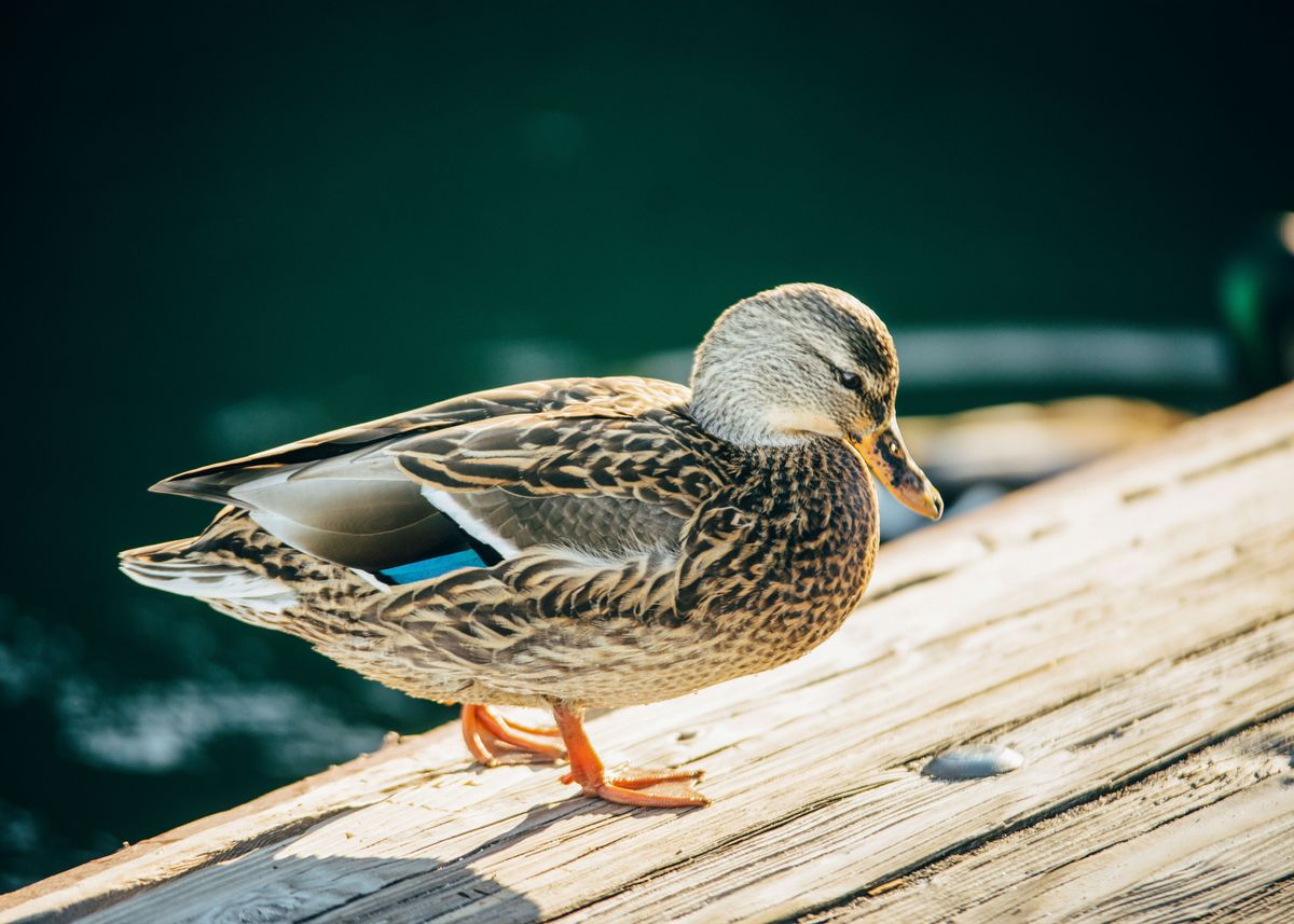 'Ducks ' Poster by LeighHorne | Displate