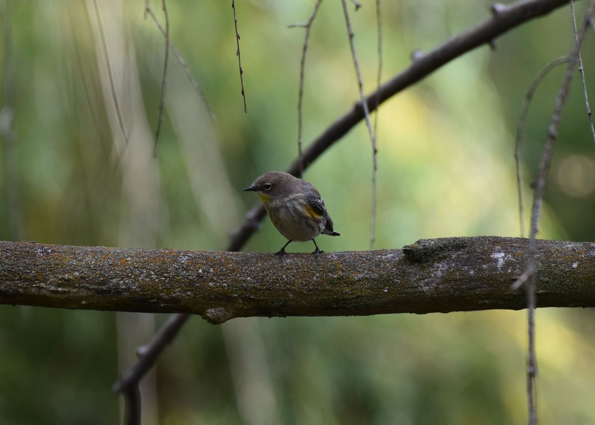 'Warbler' Poster by Aiz | Displate