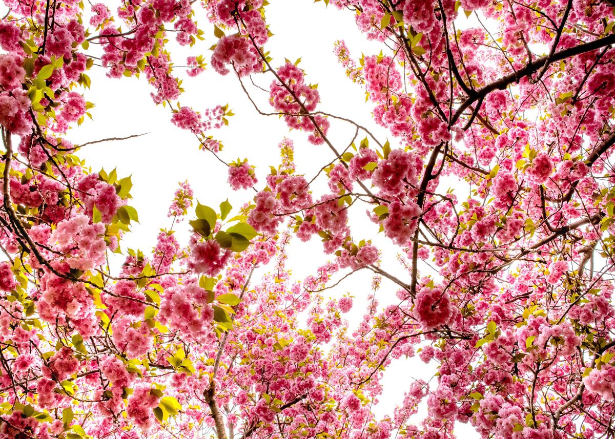 'Cherry blossom Sakura tree' Poster, picture, metal print, paint by Max ...