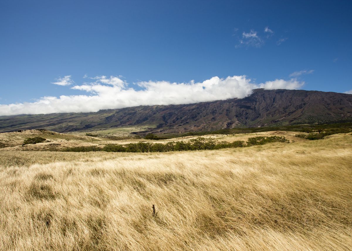 'Grasslands' Poster, picture, metal print, paint by Conceptual ...