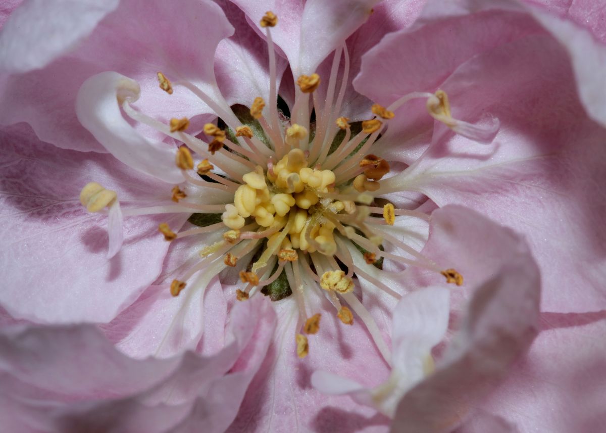 'Prunus serrulata Rosaceae' Poster, picture, metal print, paint by ...