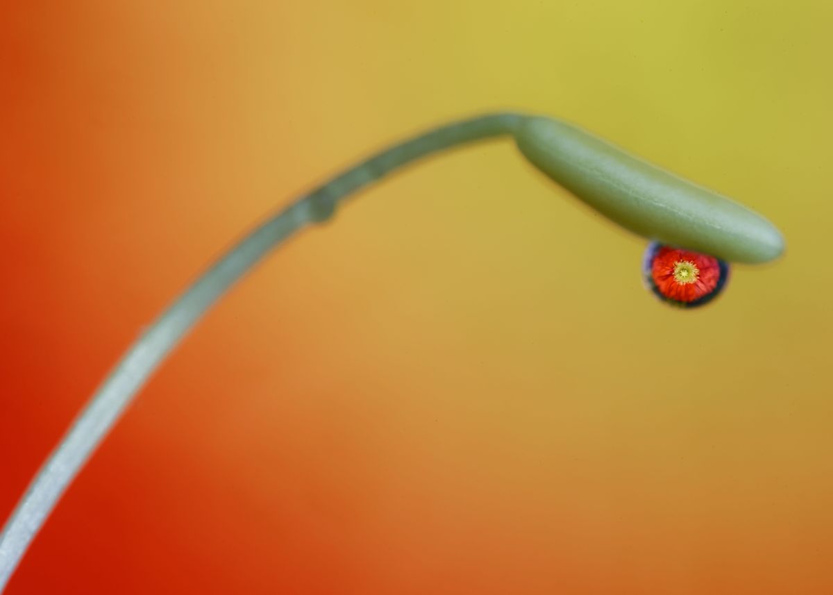 'Suspension drop' Poster by bertrand kulik | Displate