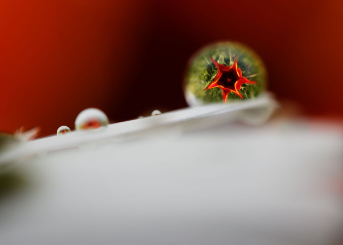 'Star drop' Poster, picture, metal print, paint by bertrand kulik ...