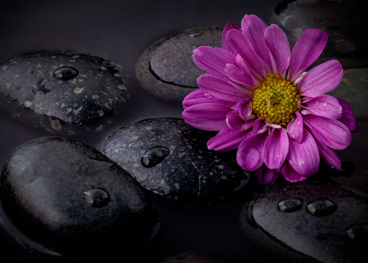 'zen stones ' Poster, picture, metal print, paint by Elysia | Displate