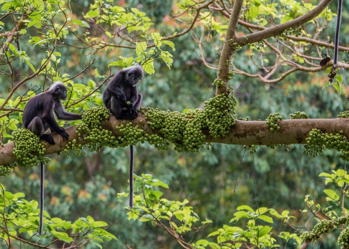'Monkeys in Langkawi' Poster by Elouan Jorrand | Displate