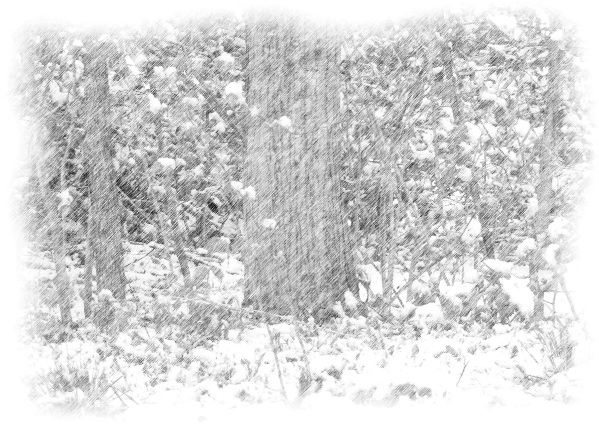 'Snowy copse' Poster by sehojynlo | Displate