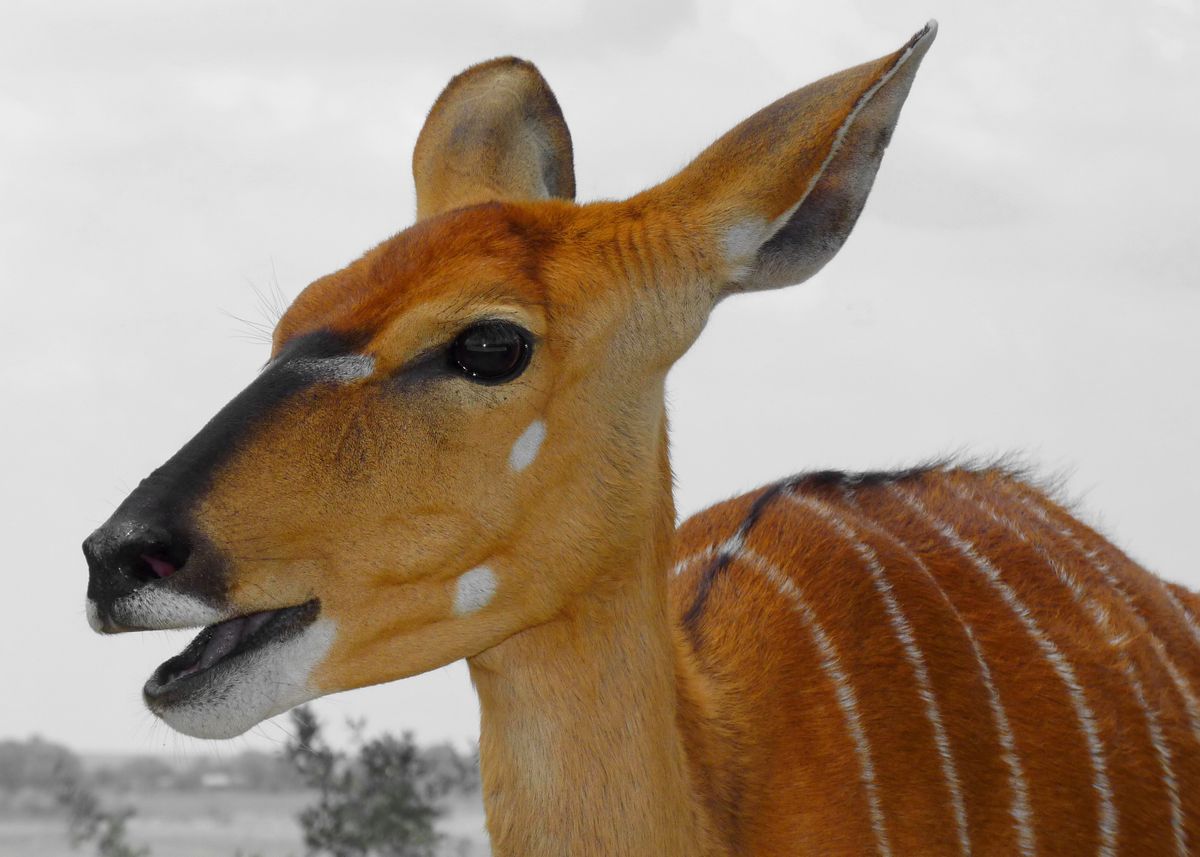 'Nyala Portrait ck 1140137' Poster, picture, metal print, paint by ...