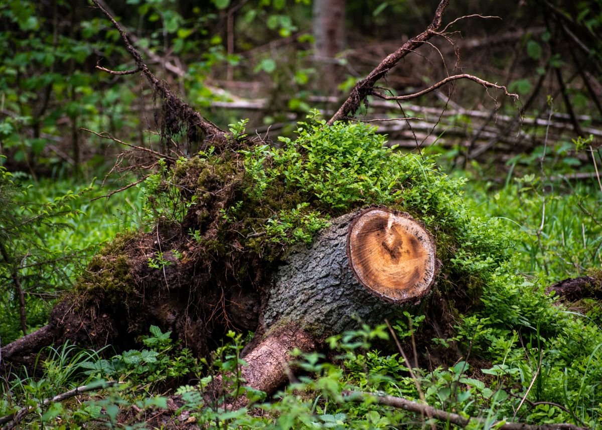 'tree trunk' Poster, picture, metal print, paint by Pakuz | Displate