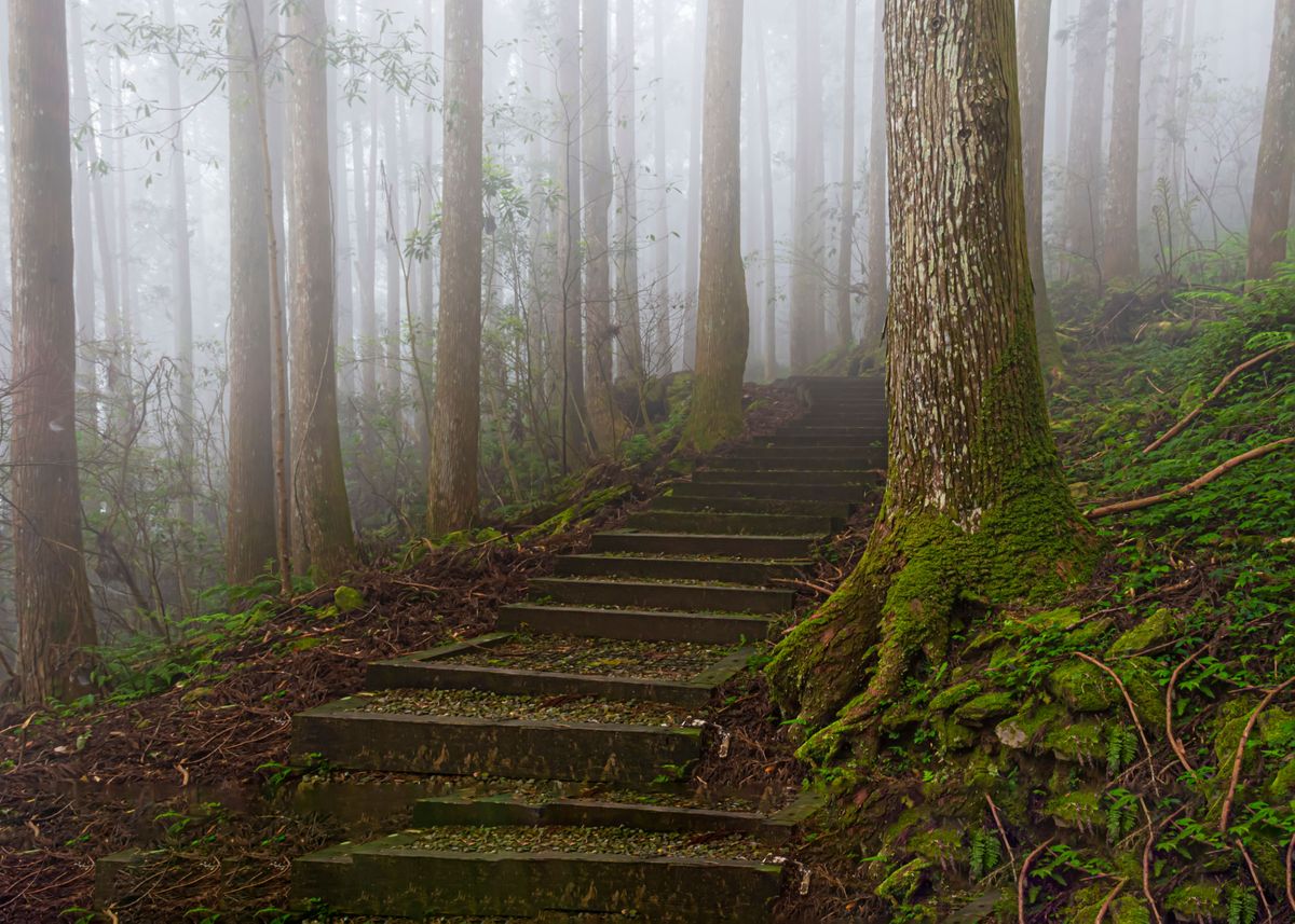 'Taiwan forest landscape' Poster by HanPing Tseng | Displate