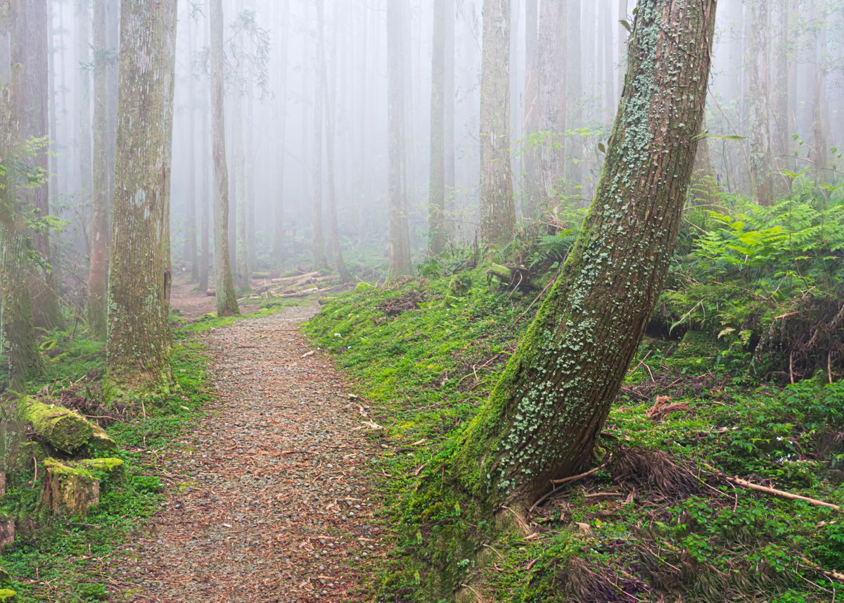'Taiwan forest landscape' Poster by HanPing Tseng | Displate
