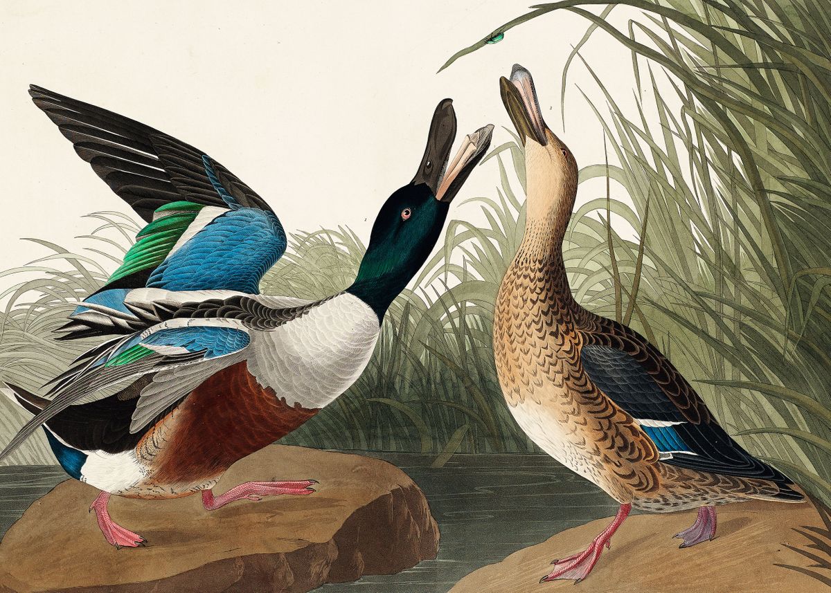 'Shoveller Duck from Birds' Poster by Queensy Collin | Displate