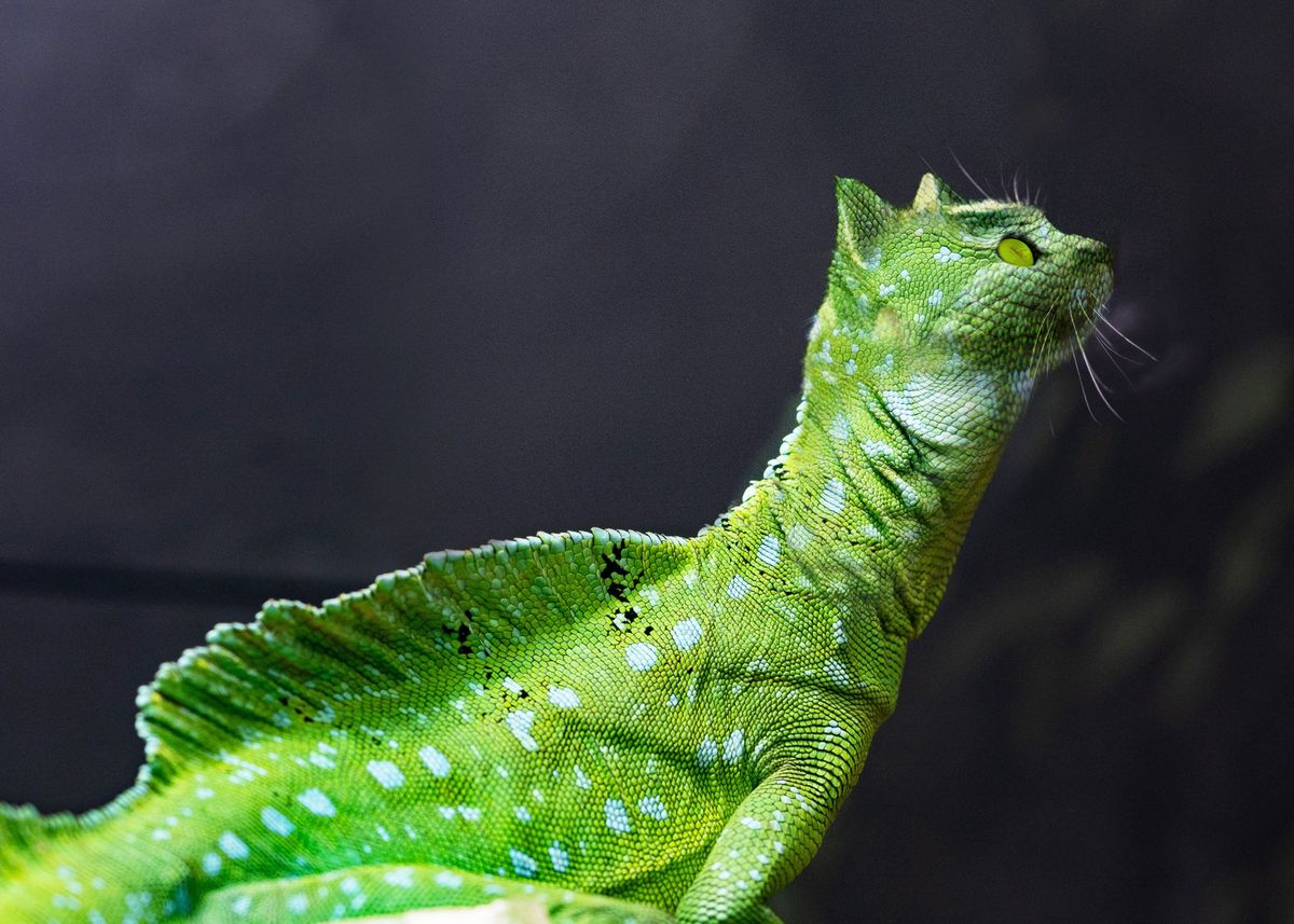 'Basilisk Lizard Cat Head' Poster, picture, metal print, paint by Ari ...