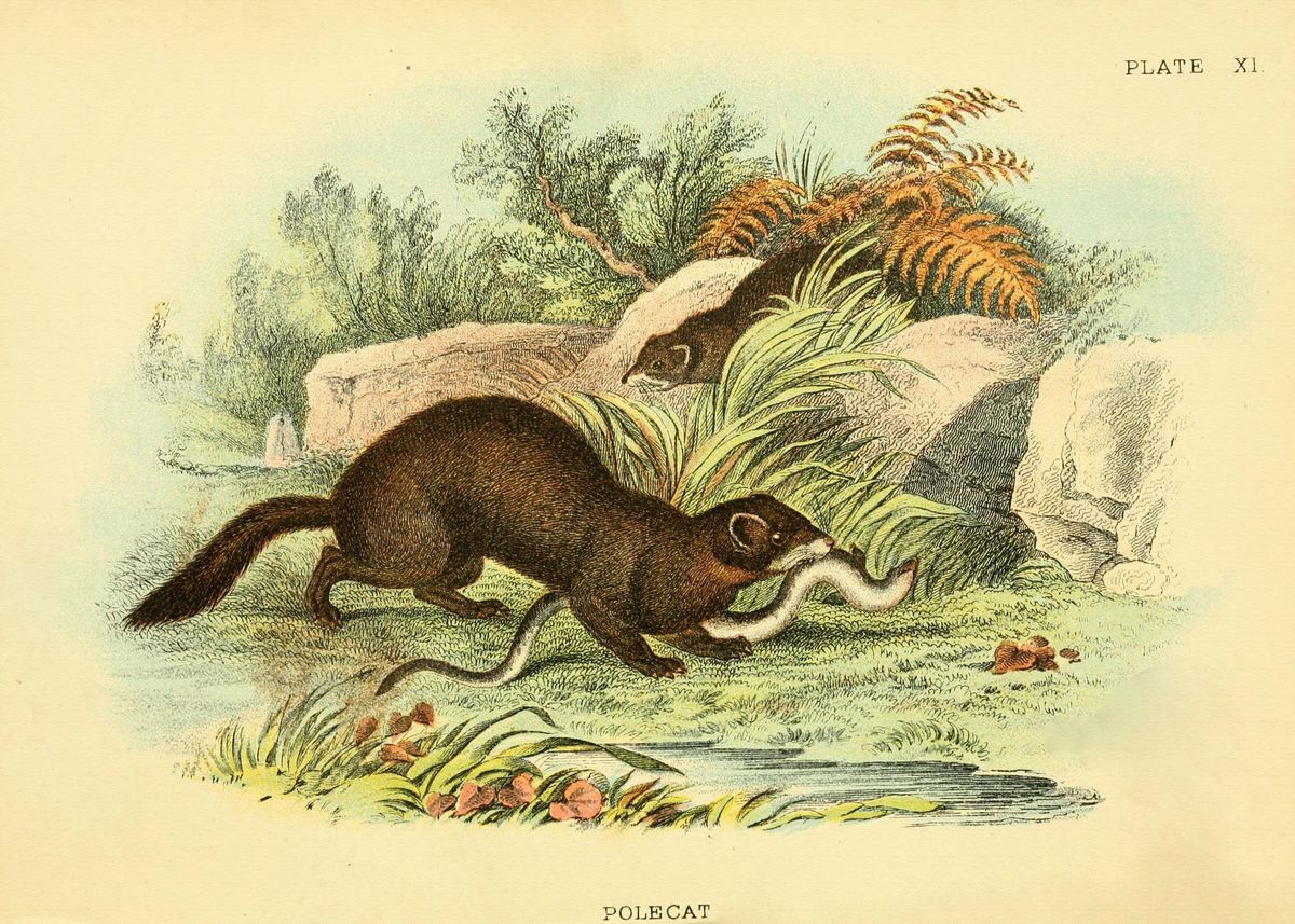 'POLECAT' Poster, picture, metal print, paint by DianeFFlower | Displate