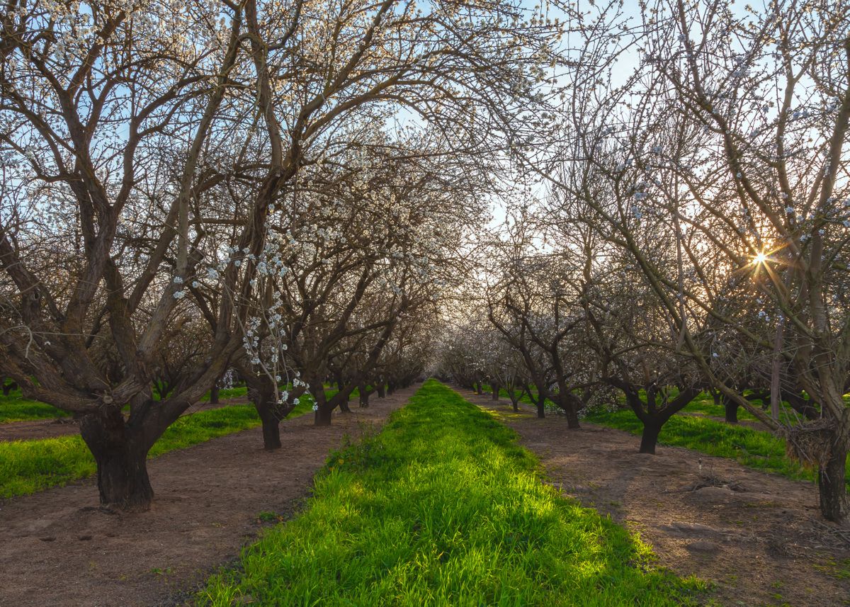 'Almond Field Morning ' Poster, picture, metal print, paint by Jonathan ...