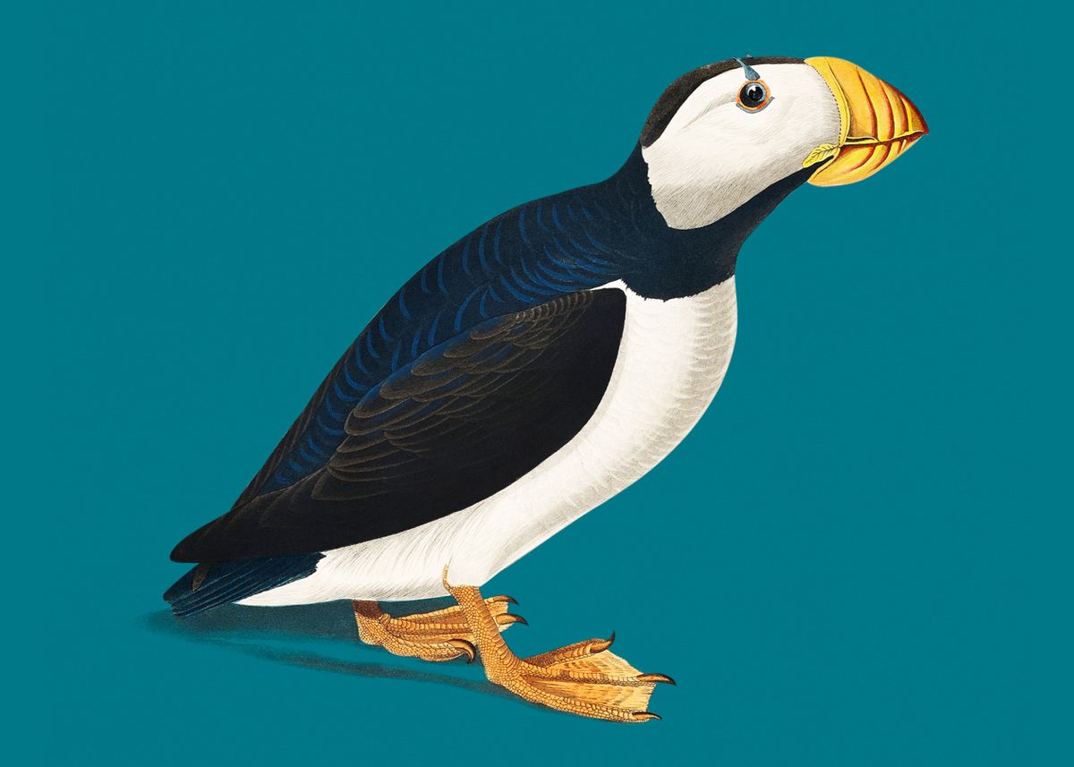 'Large billed Puffin' Poster by Queensy Collin | Displate