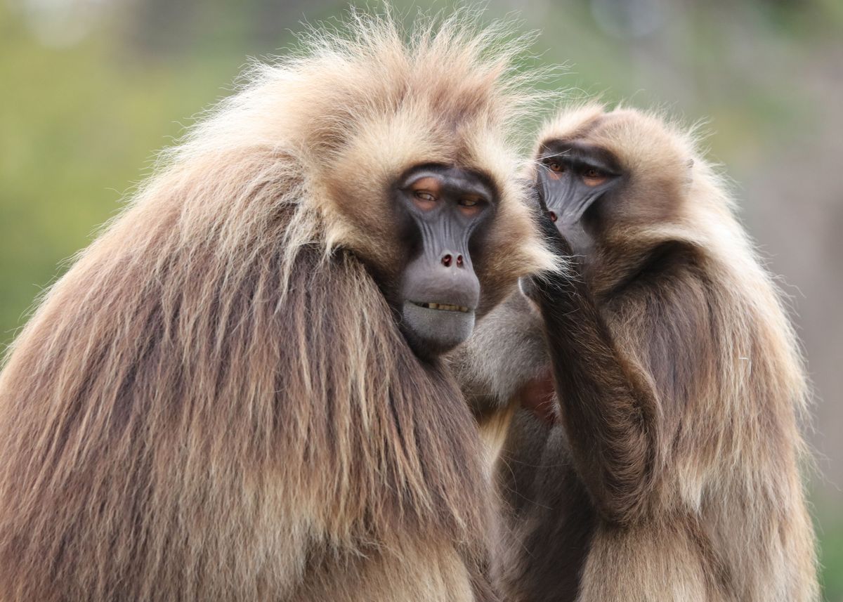 'Baboon' Poster, picture, metal print, paint by Melanie Kowasic | Displate