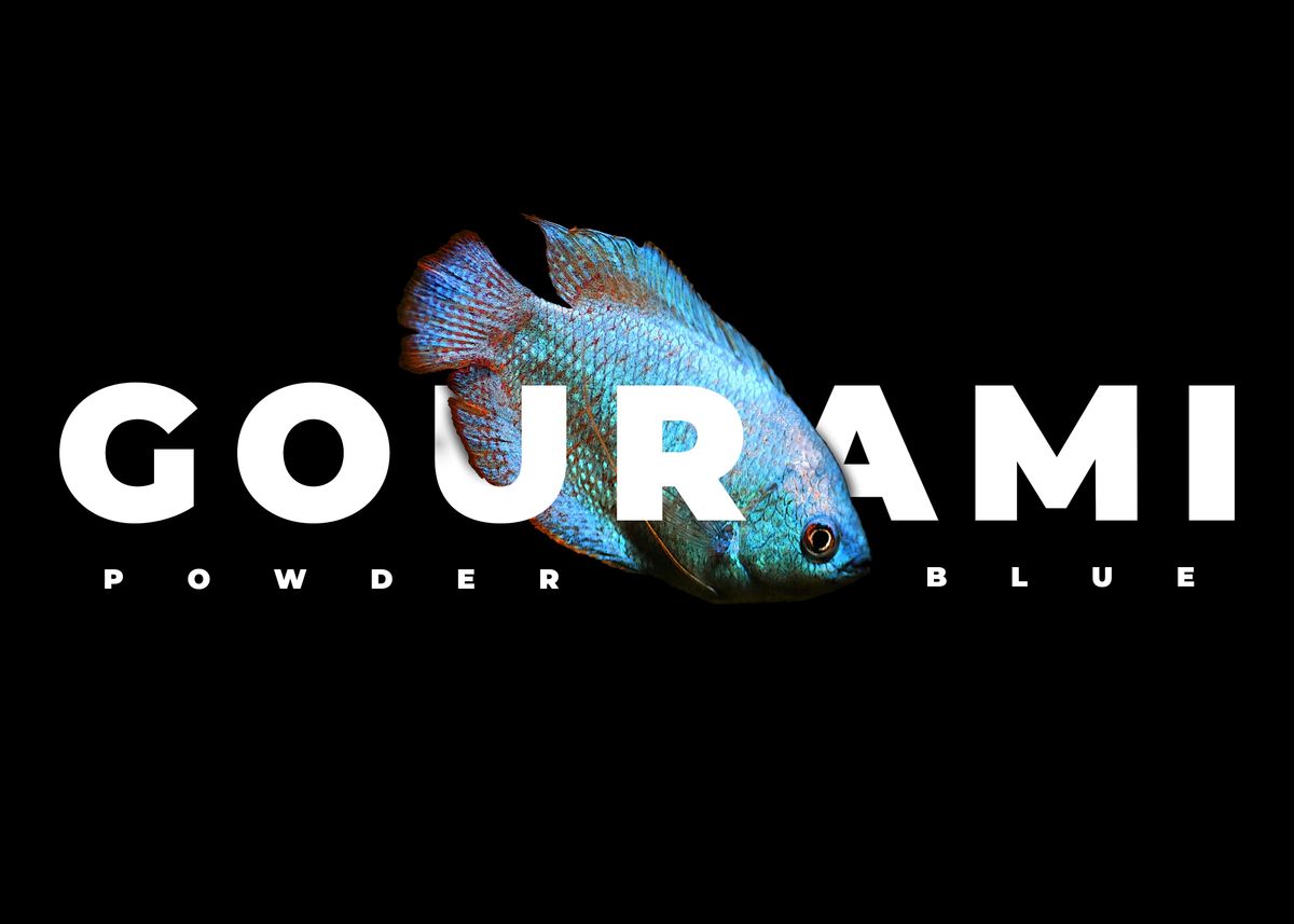 'Powder Blue Gourami Fish' Poster by Jon Alderman | Displate