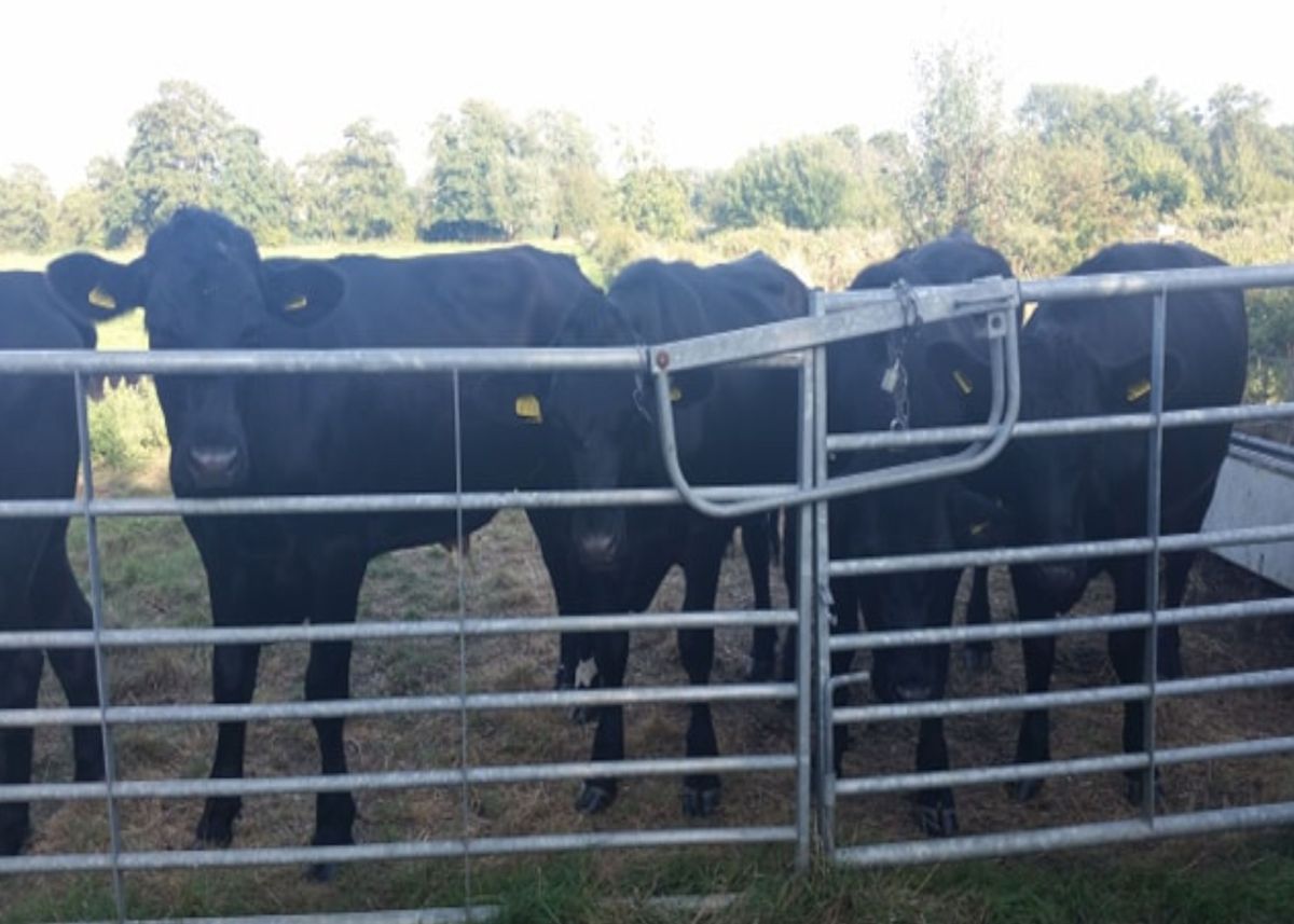 'Cow Gang' Poster, picture, metal print, paint by Kaitlyn Valler | Displate