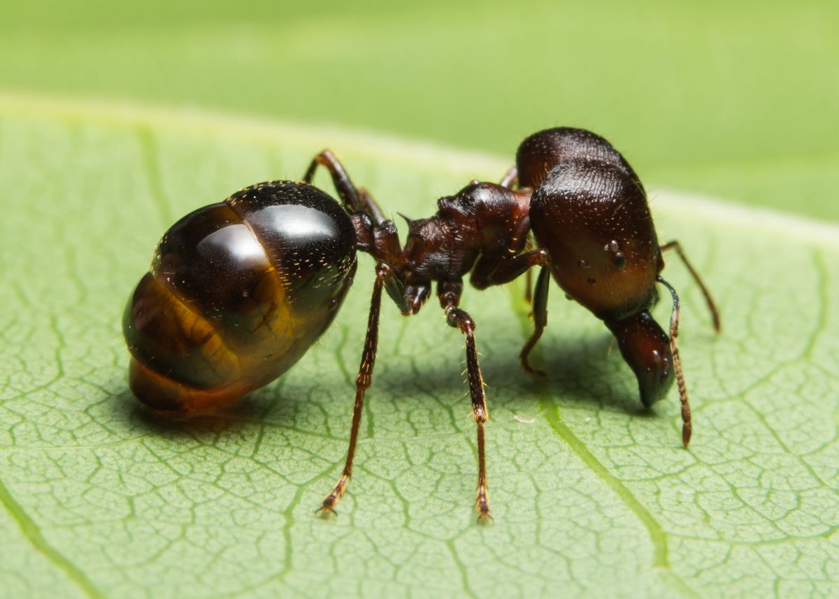 'Ant Poster' Poster by Adaline Wilkinson | Displate