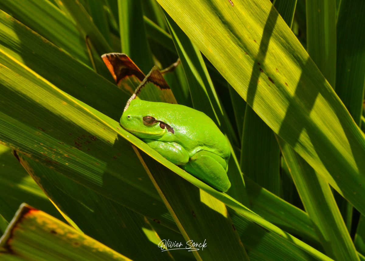 'Frog takes a nap' Poster, picture, metal print, paint by olivier sonck ...