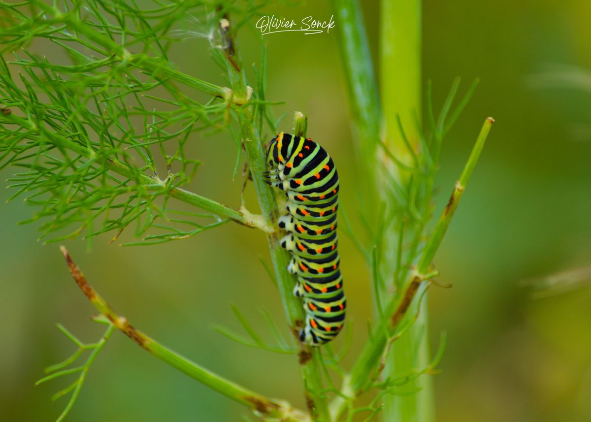 'Colorful Caterpillar' Poster, picture, metal print, paint by olivier ...