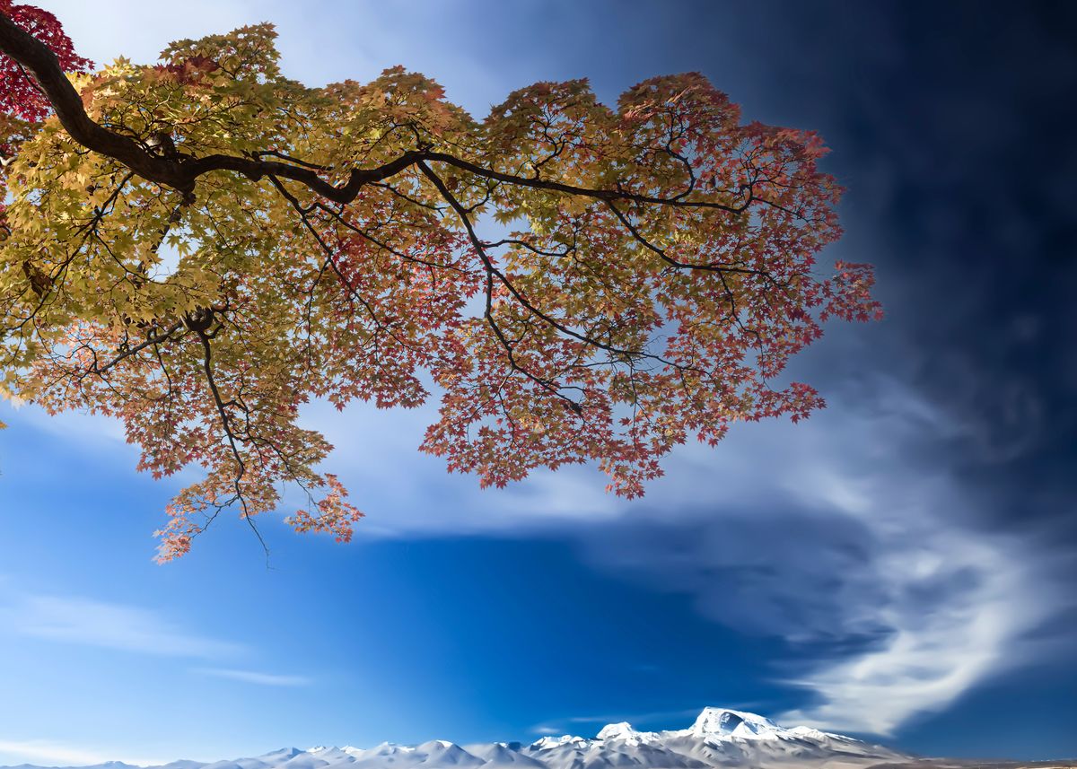 'Beautiful maple tree trunk' Poster by HanPing Tseng | Displate