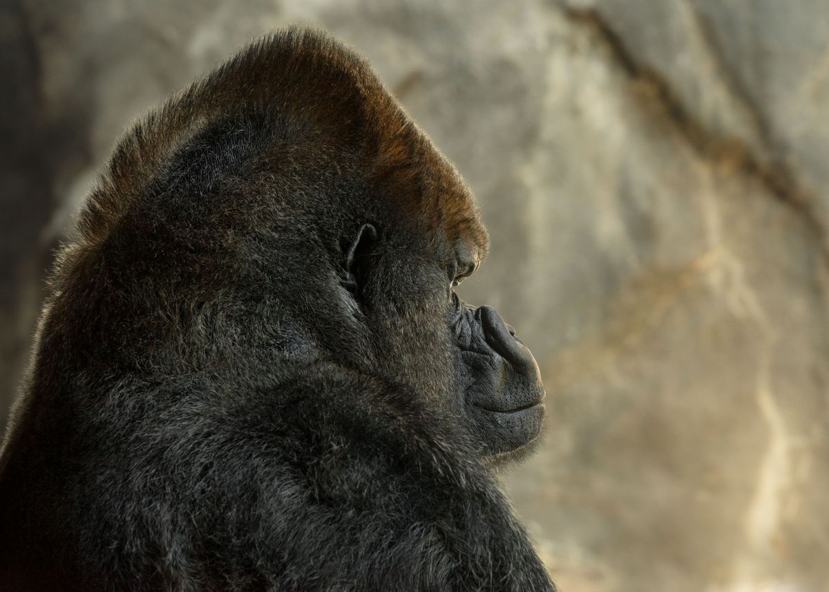 'Gorilla mohawk' Poster, picture, metal print, paint by Louis Ruth ...