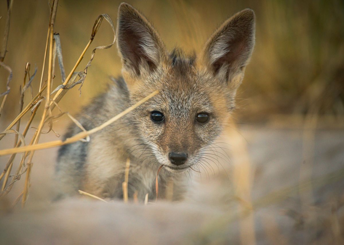 'Who Are You' Poster by Sean Ross | Displate