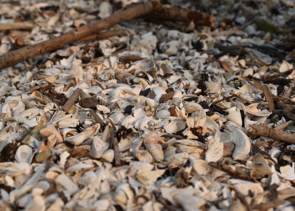 'Shell beach' Poster, picture, metal print, paint by Christina Bowman ...