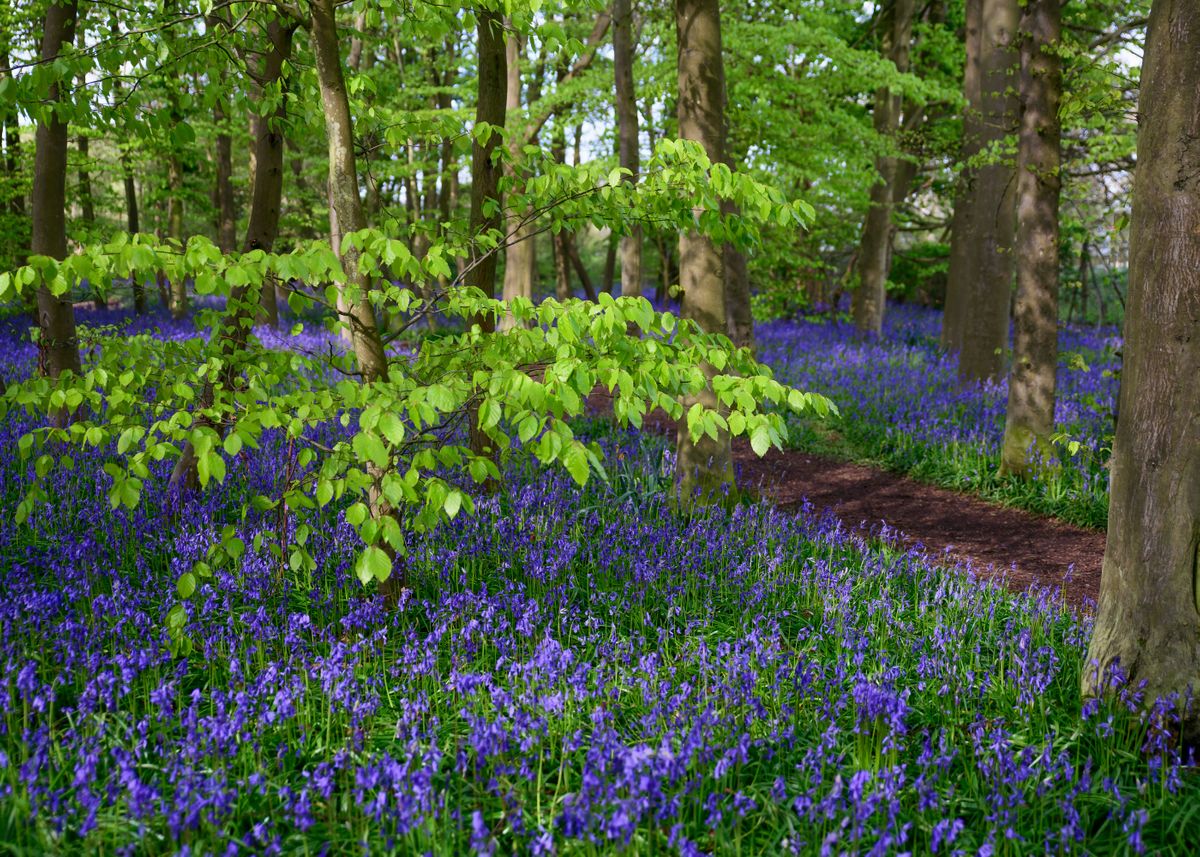 'Spring Landscape' Poster by Svetlana Sewell | Displate