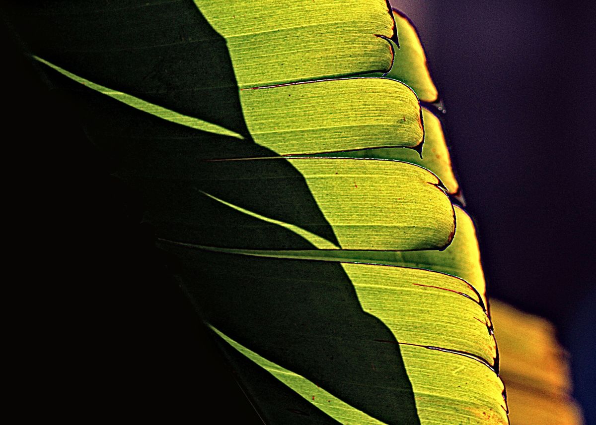 'Banana Leaves and Shadows' Poster, picture, metal print, paint by Anna ...
