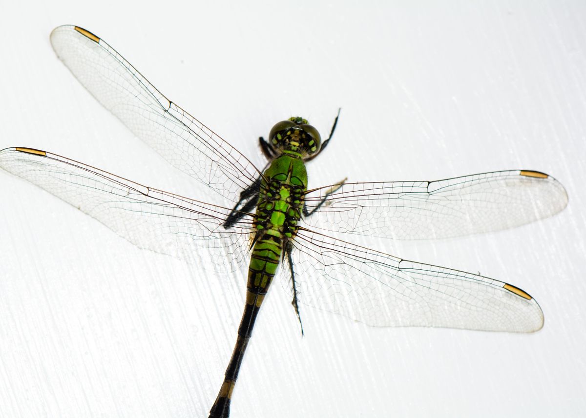 'Green Dragonfly' Poster, picture, metal print, paint by Melissa ...