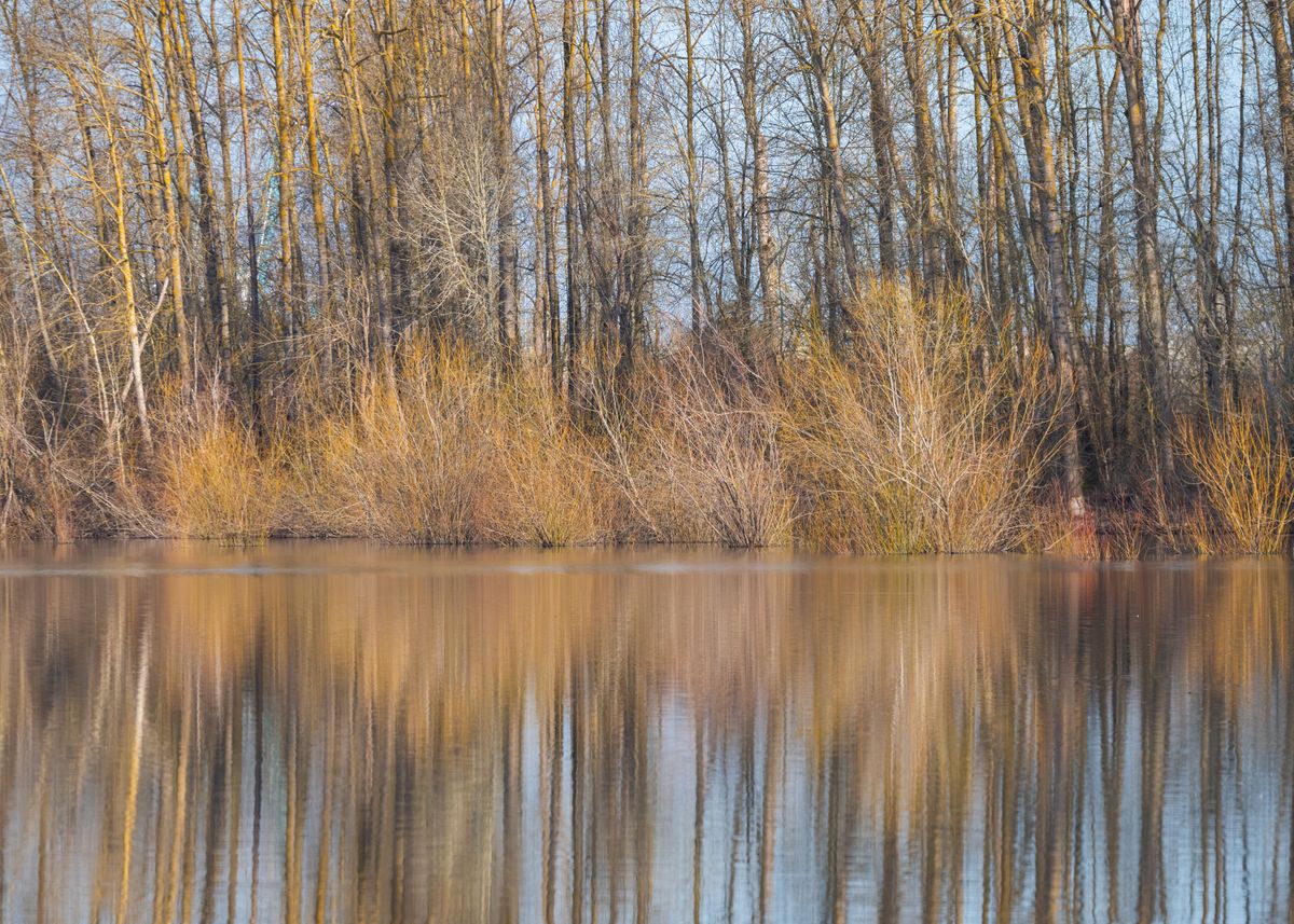'Forest pond reflections' Poster by Nicholas Steven | Displate