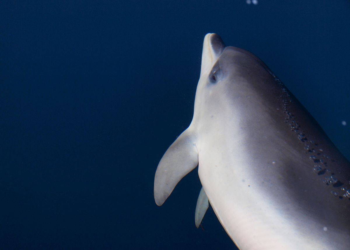 'Baby spotted dolphin' Poster, picture, metal print, paint by Chloe ...