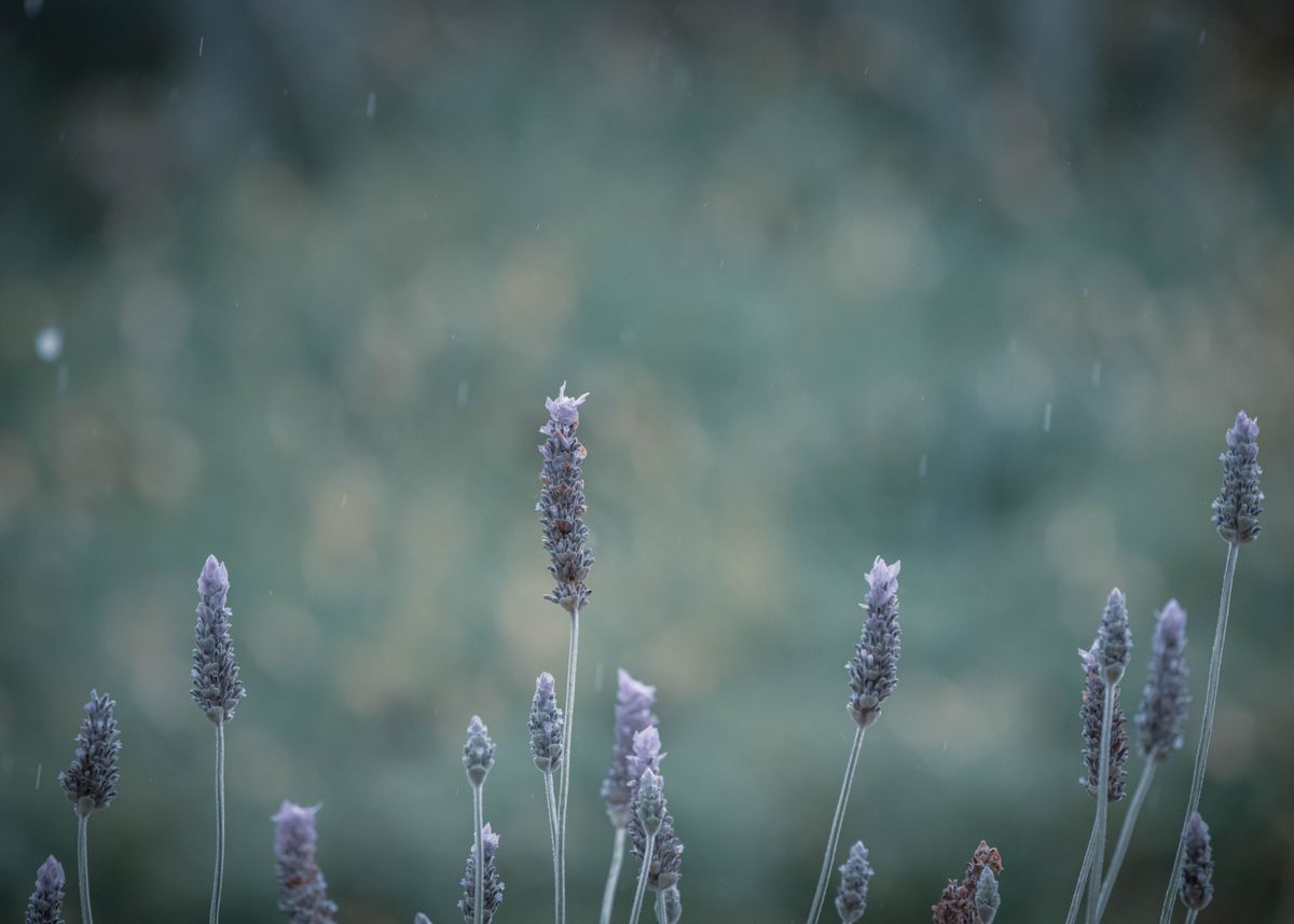 'Cool lavender in the rain' Poster, picture, metal print, paint by ...