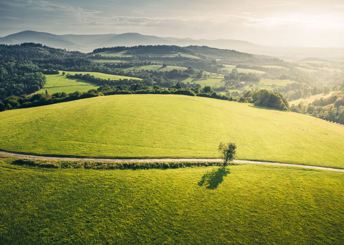 'Tree by the road' Poster, picture, metal print, paint by Adam ...