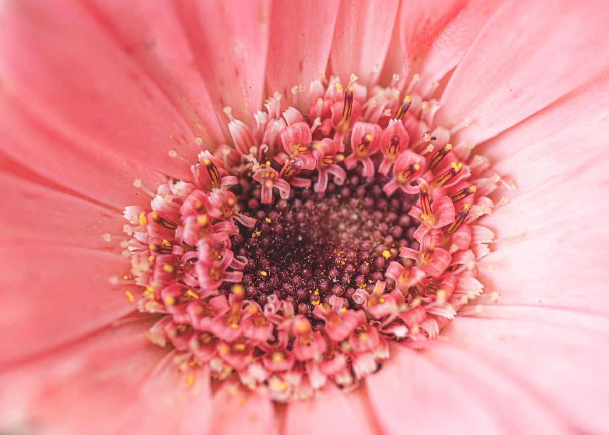 'gerber' Poster, picture, metal print, paint by Malwina Lewinska | Displate