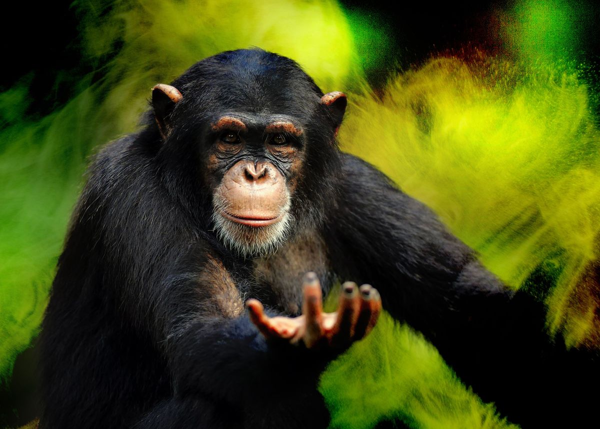 'Chimpanzee holds the power' Poster by Mad Crabs Creations | Displate