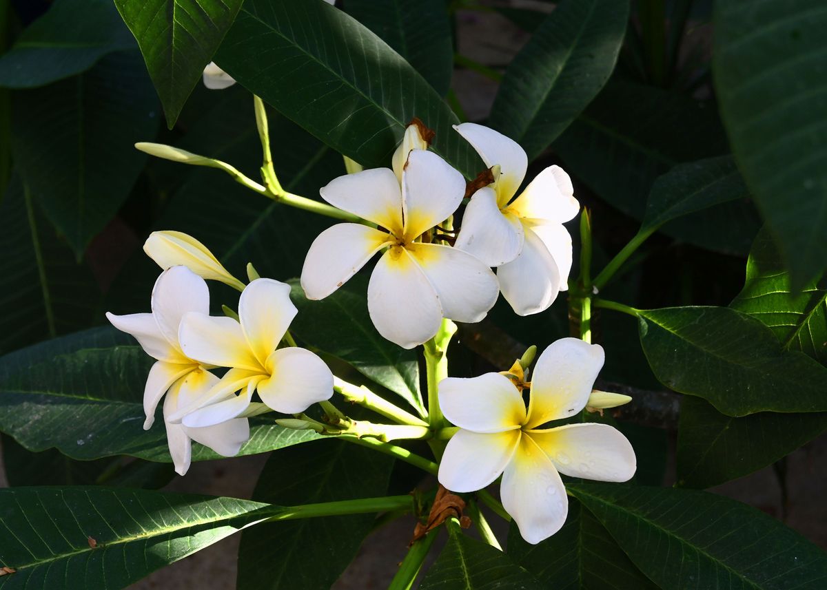 'Frangipanier' Poster, picture, metal print, paint by Devart | Displate