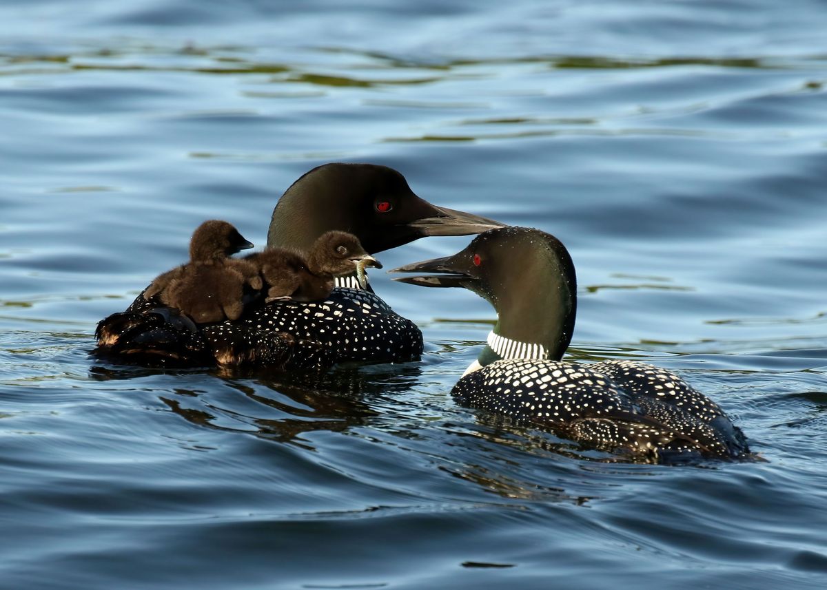 'Loon family with newborn' Poster, picture, metal print, paint by Thee ...