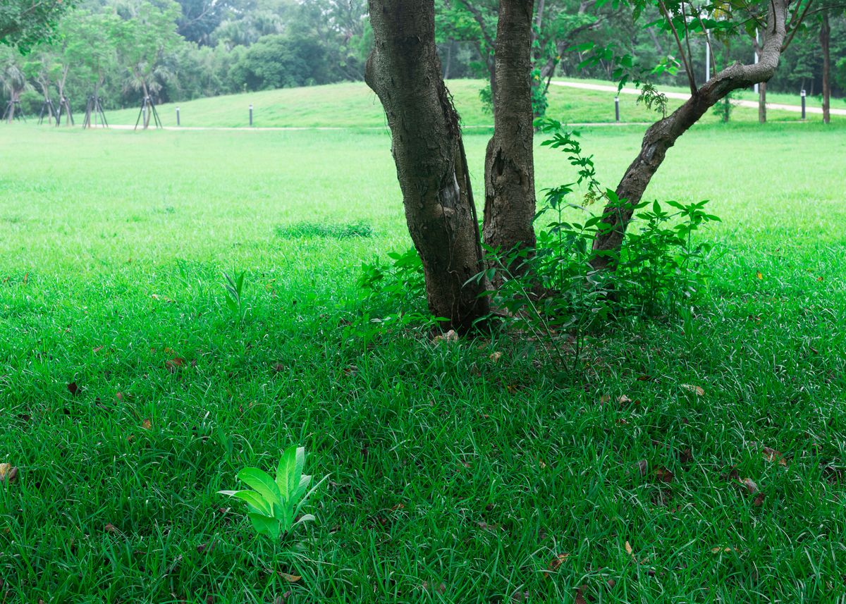 'Tree on green grass' Poster by HanPing Tseng | Displate